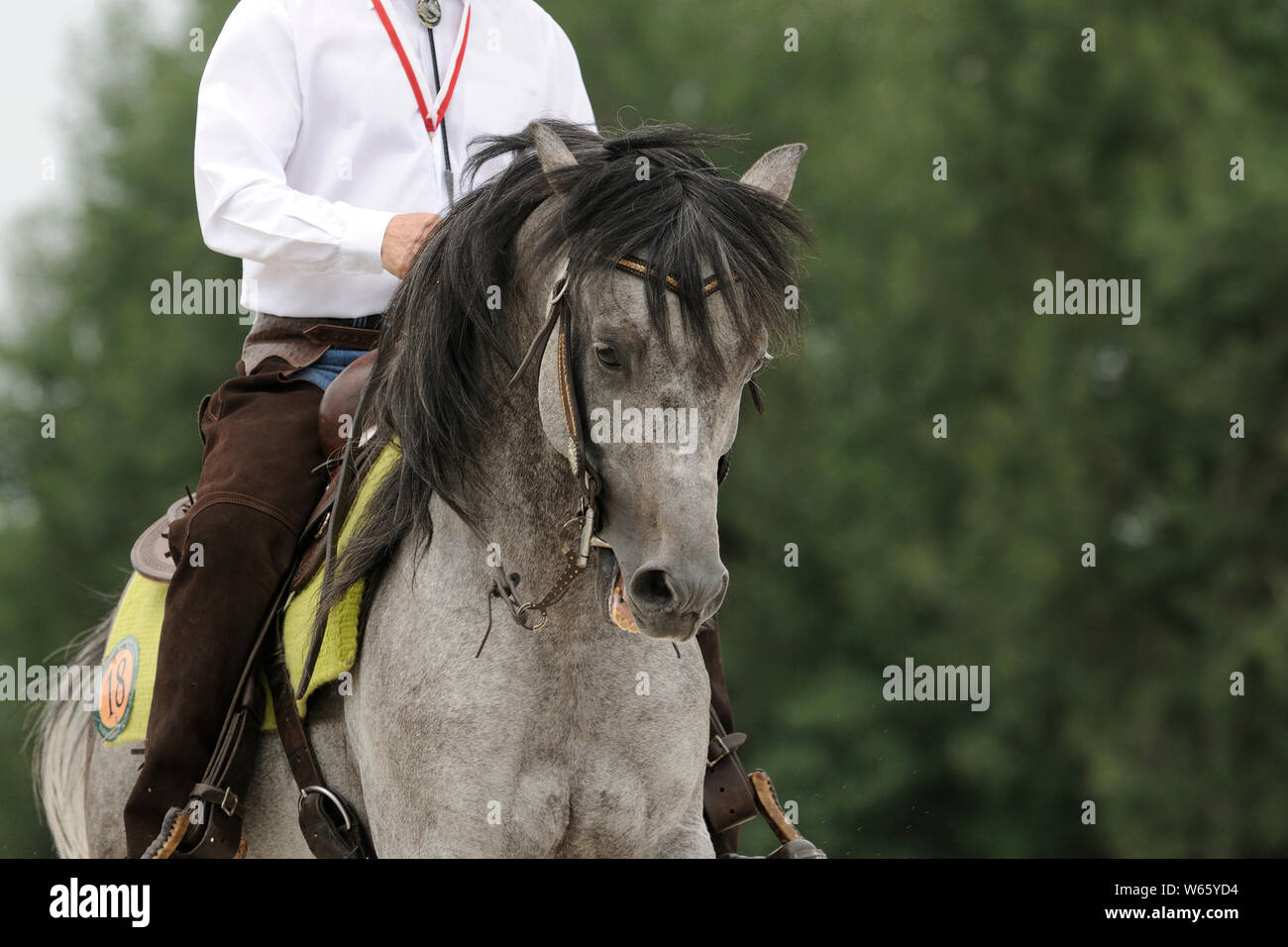 Rider gallops on horse hi-res stock photography and images - Alamy