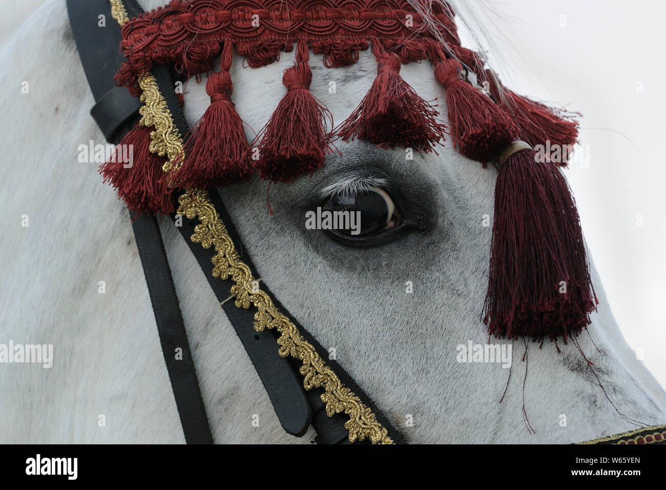 White Arabian horse with decorated bridle Stock Photo - Alamy