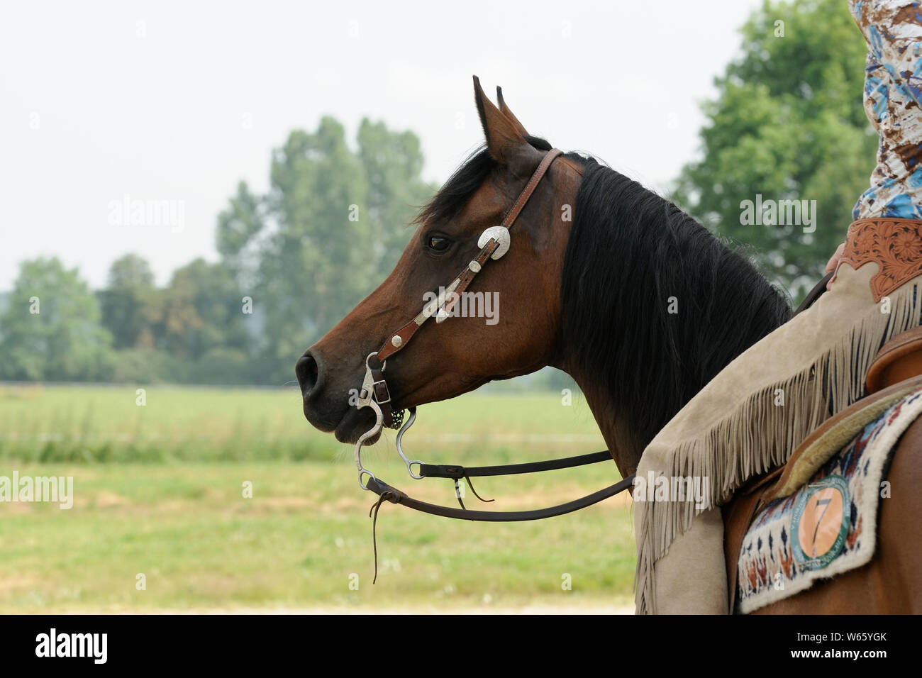 Western rider on Arabian horse, western bridle Stock Photo - Alamy