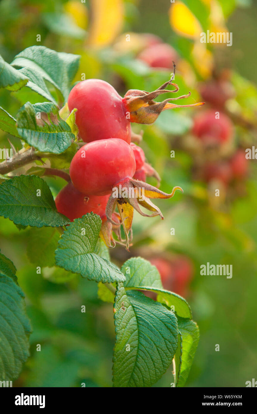 Fruit of the rose hi-res stock photography and images - Alamy