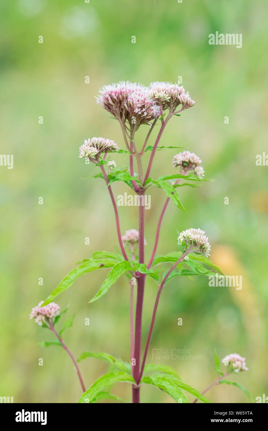Eupatorium spec hi-res stock photography and images - Alamy