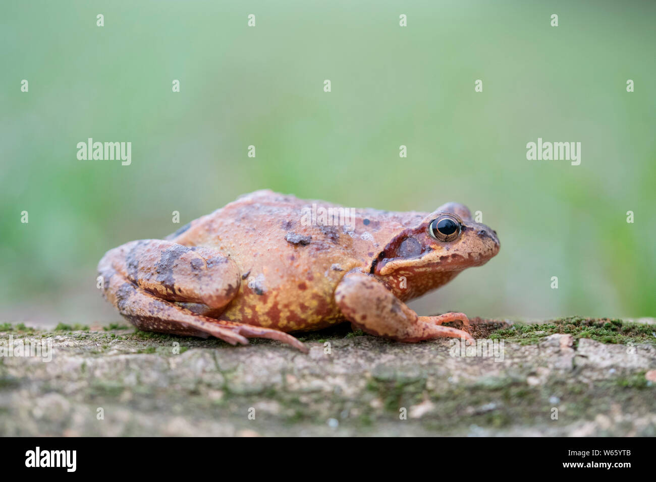 Side view of common frog hi-res stock photography and images - Alamy