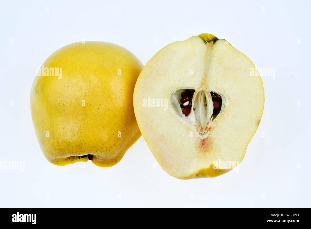 Cydonia Rosaceae High Resolution Stock Photography and Images - Alamy