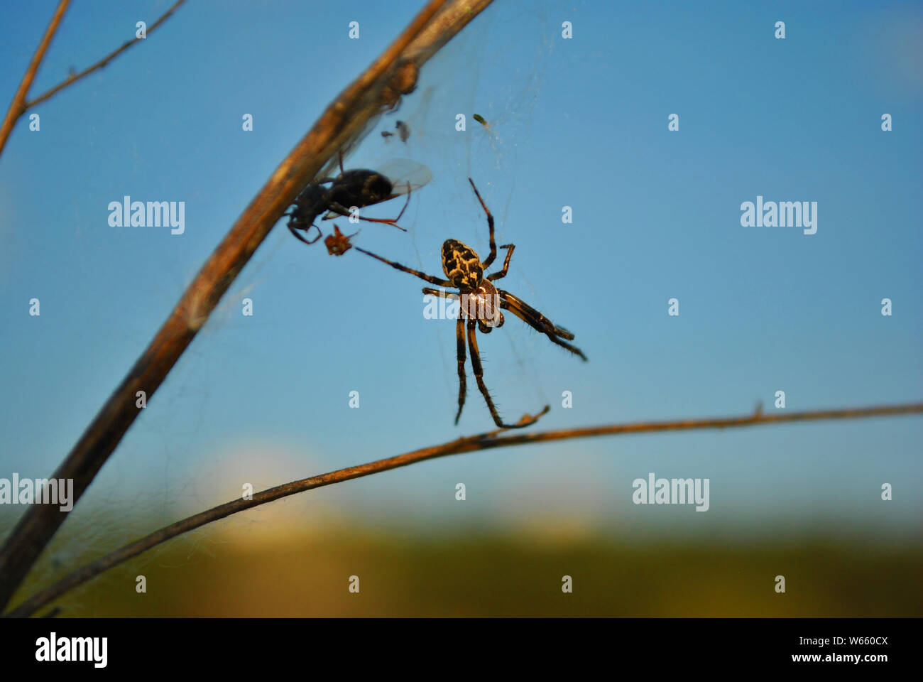 Araneus diadematus (European garden spider, diadem spider, cross spider ...