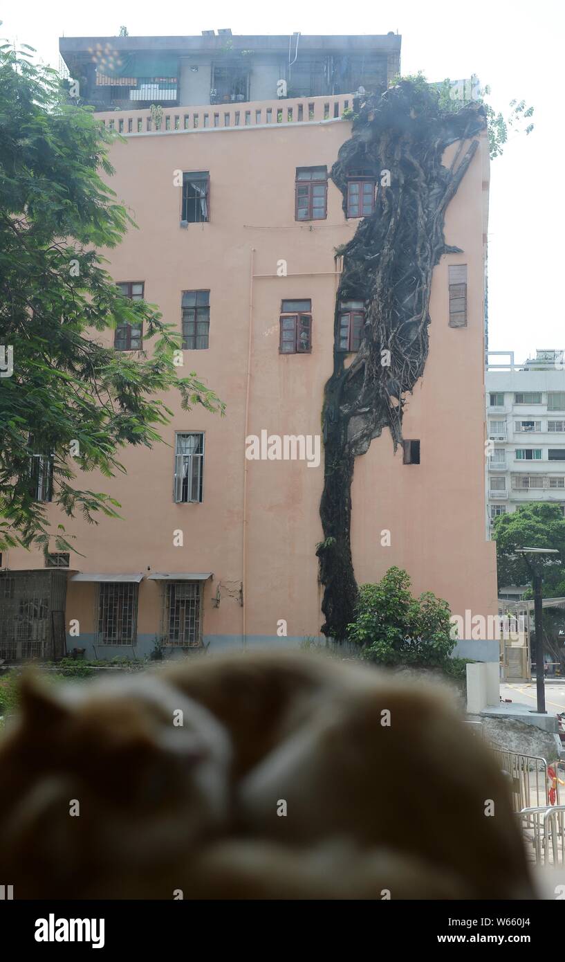 View of a four-storey-tall banyan tree that grows out of and through ...