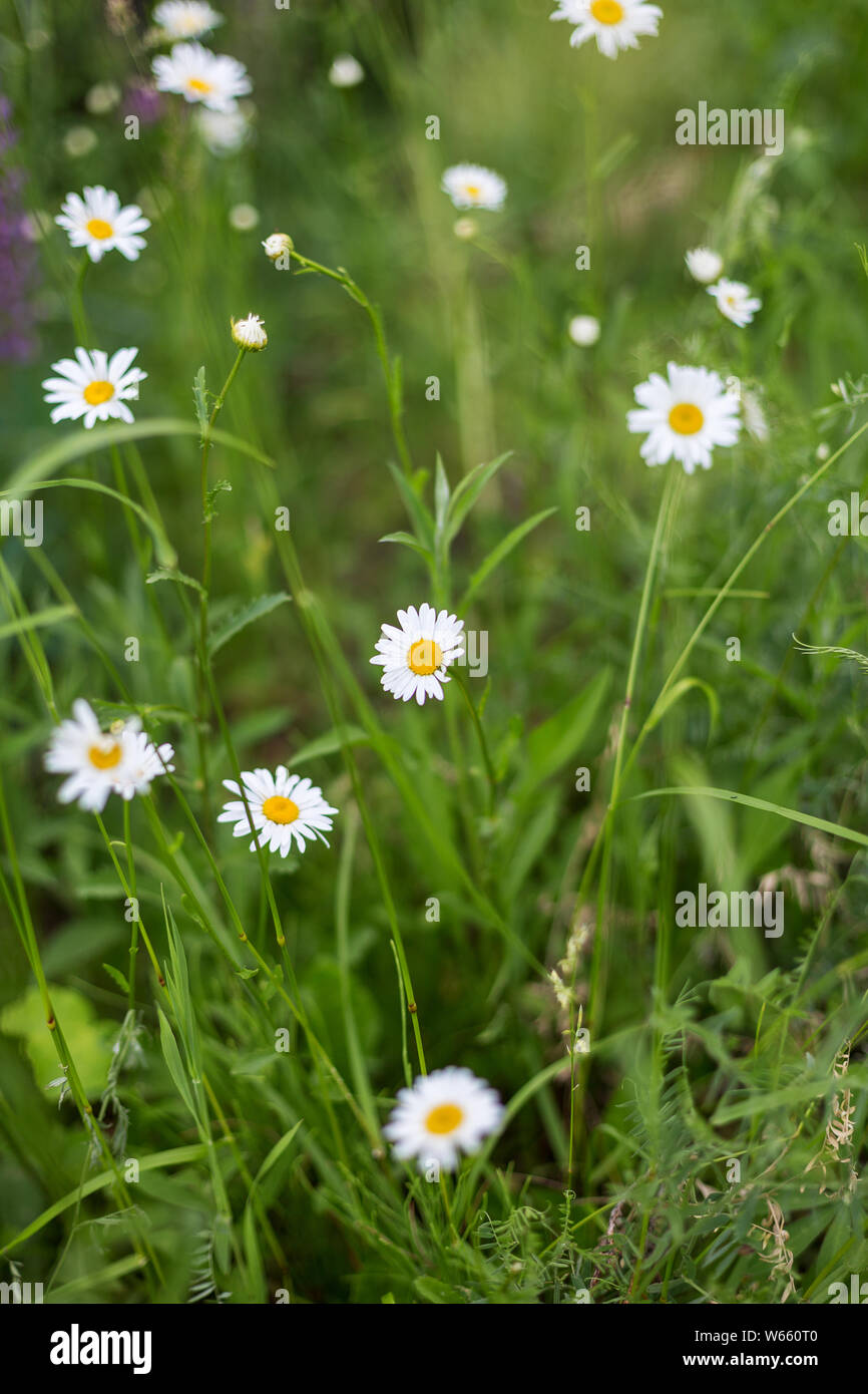 Field Of Daisies At Sunset