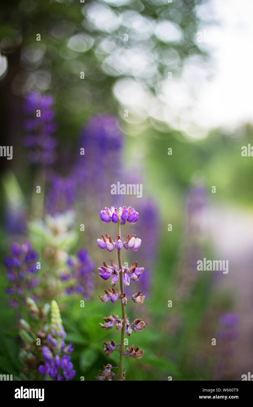 Springtime vibes hi-res stock photography and images - Alamy