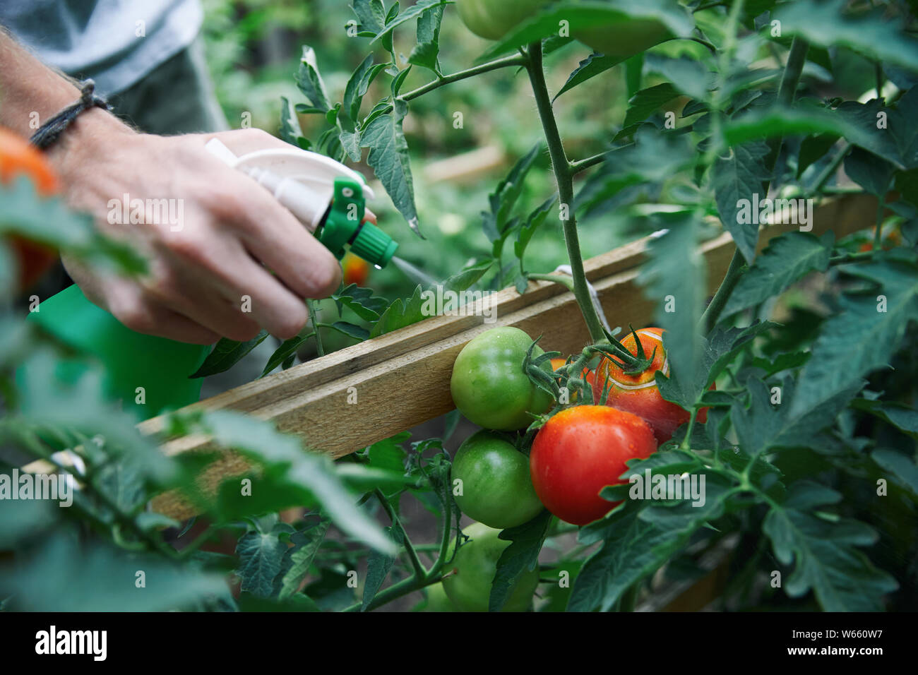 Farmer watering tomatoes by sprayer in his greenhouse close up shot ...