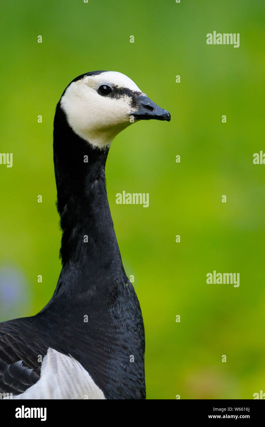 Vertical barnacle hi-res stock photography and images - Alamy