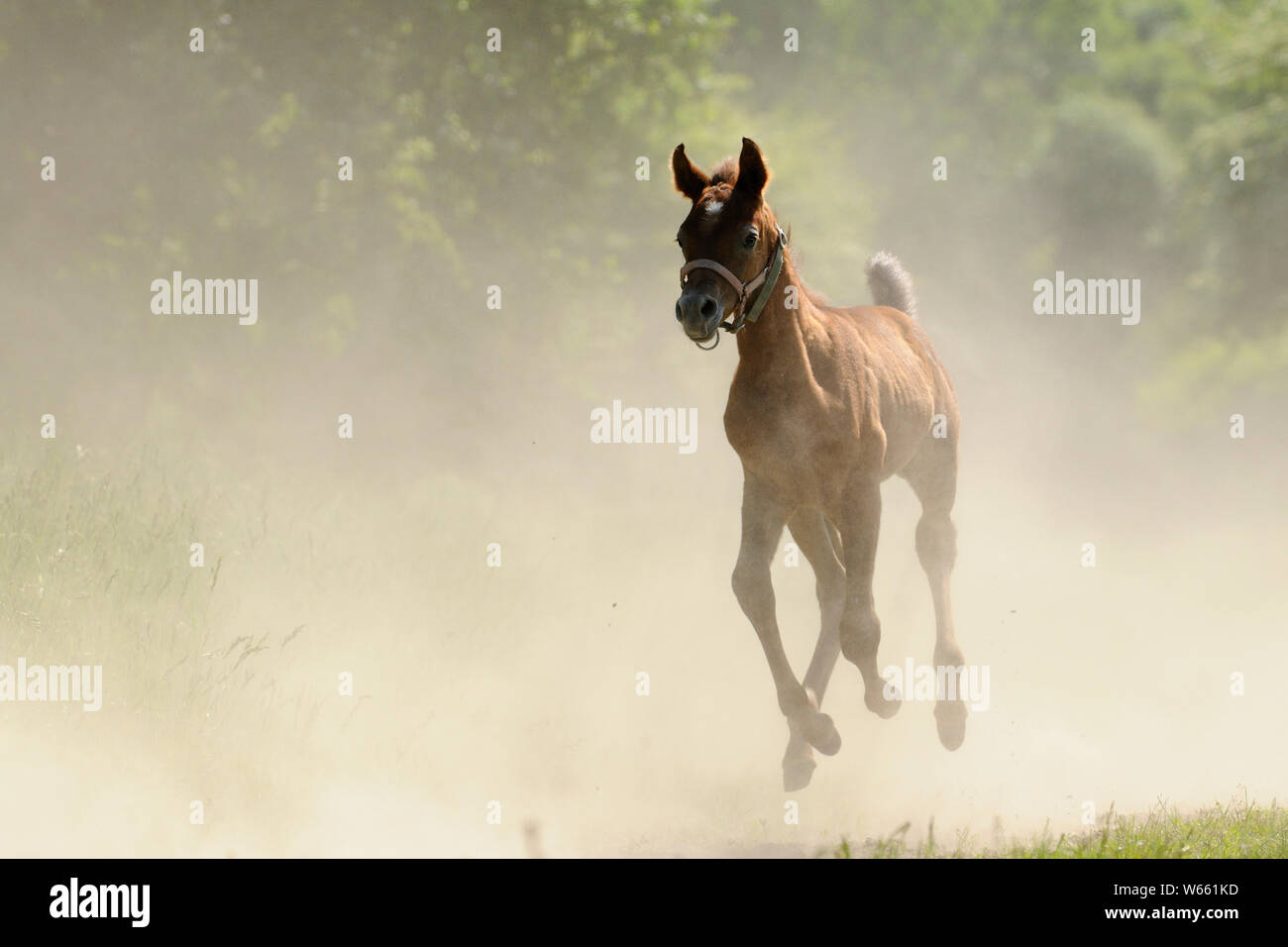 Arabian horse, galloping foal in the dust Stock Photo - Alamy