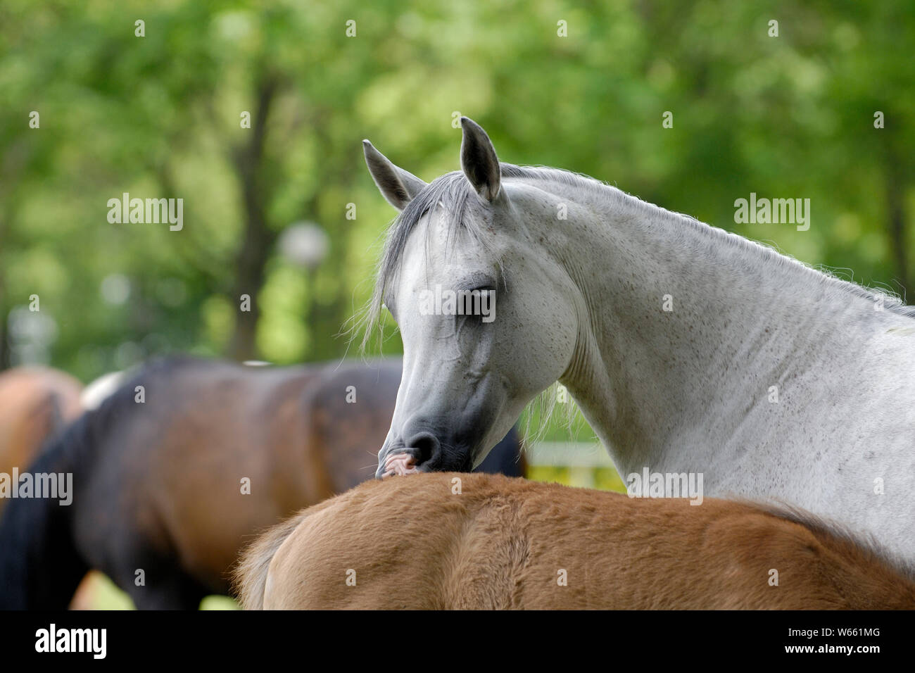 Full back horse hi-res stock photography and images - Alamy