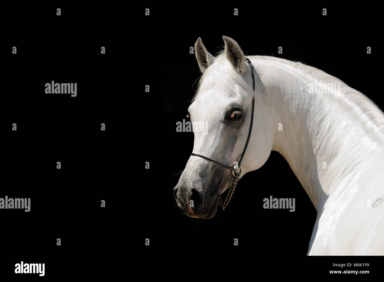 Horse looking over shoulder hi-res stock photography and images - Alamy