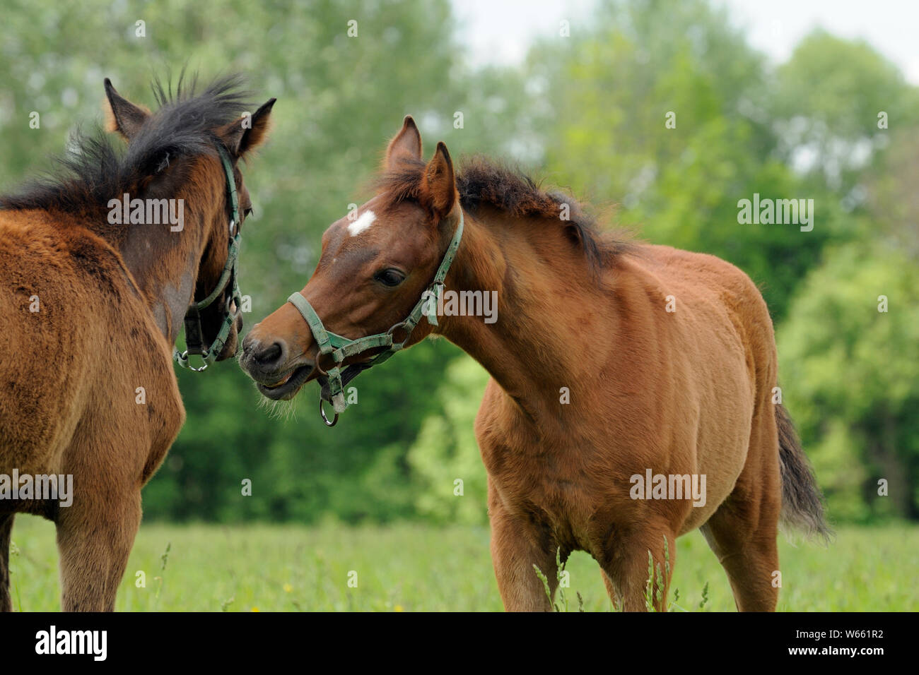 two Arabian horse foals playing on pasture Stock Photo - Alamy