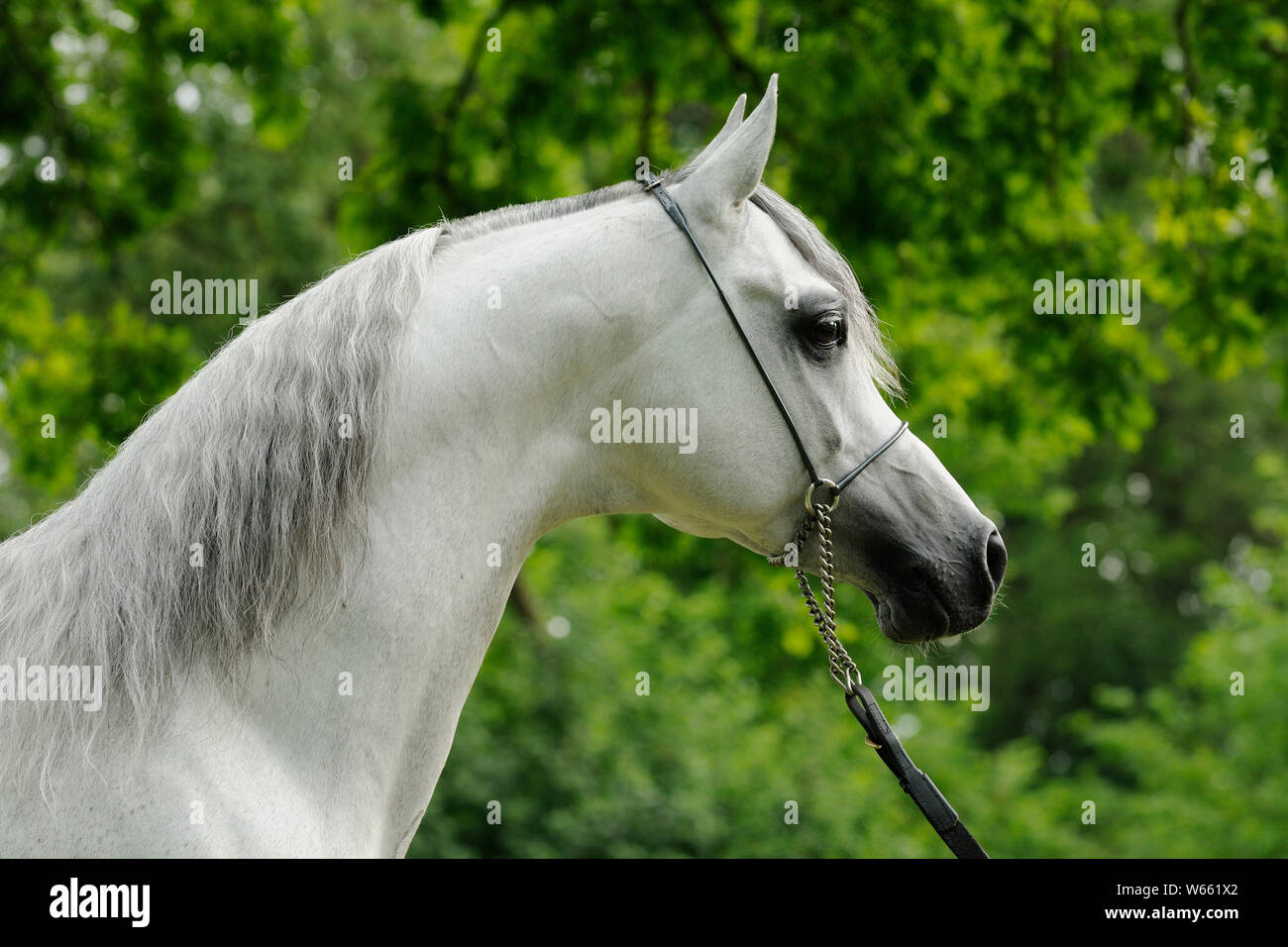 Grey Arabian Horse Head