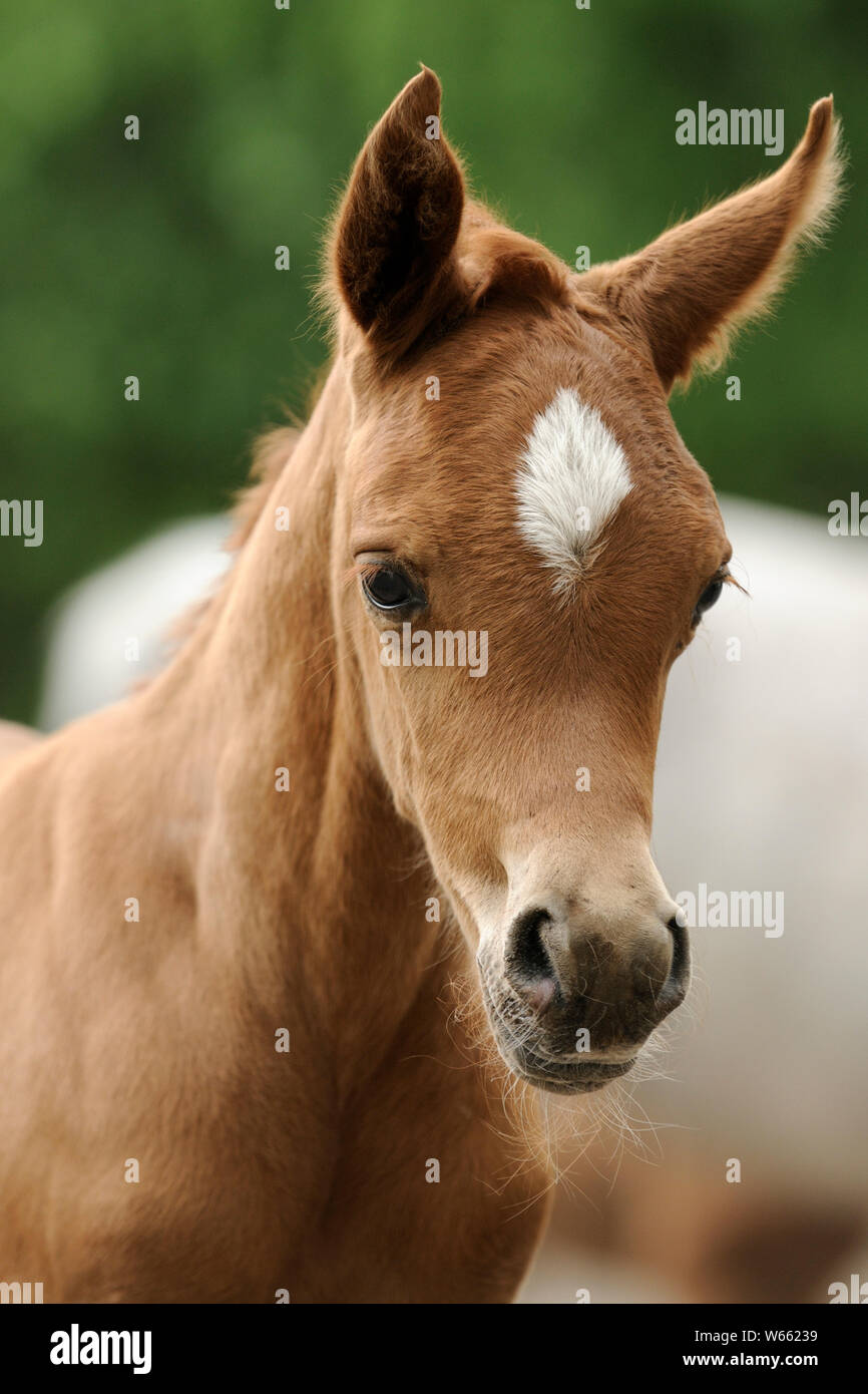 Arabian horse, Portait of a chestnut filly Stock Photo - Alamy