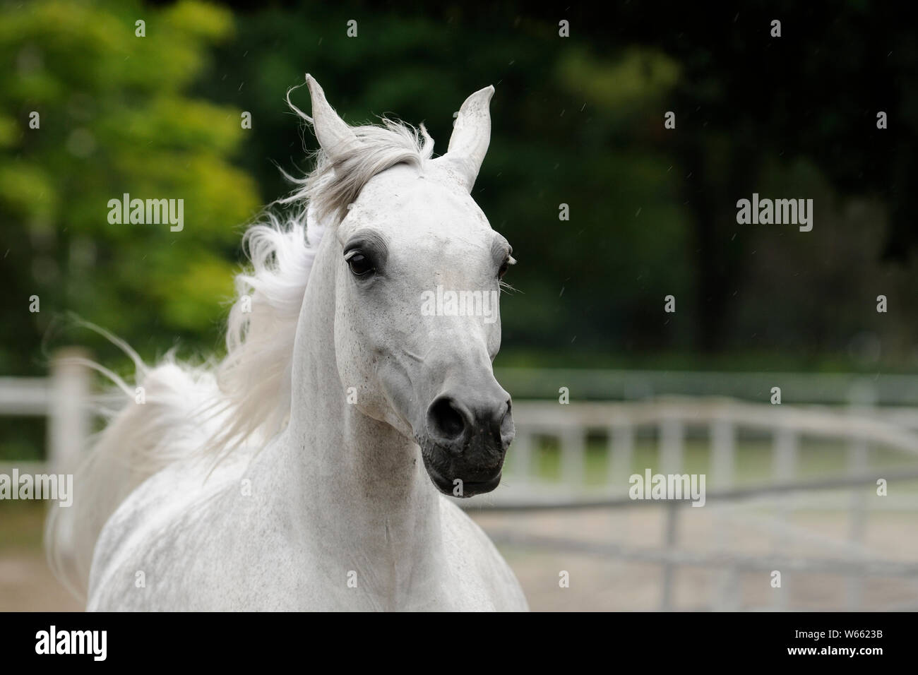 Arabian horse, galloping white mare Stock Photo - Alamy