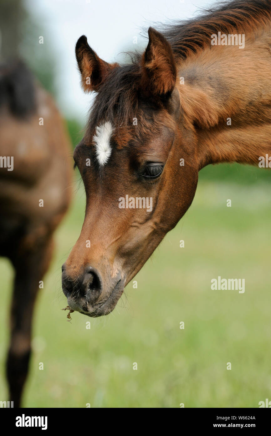 Arabian horse, brown filly testing grass on a pasture Stock Photo - Alamy