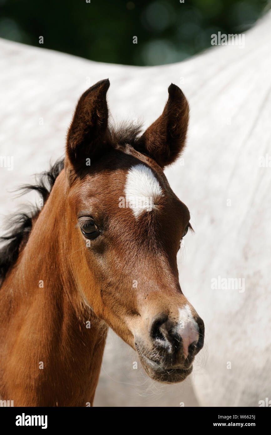 Arabian horse, Portait of a brown colt Stock Photo - Alamy