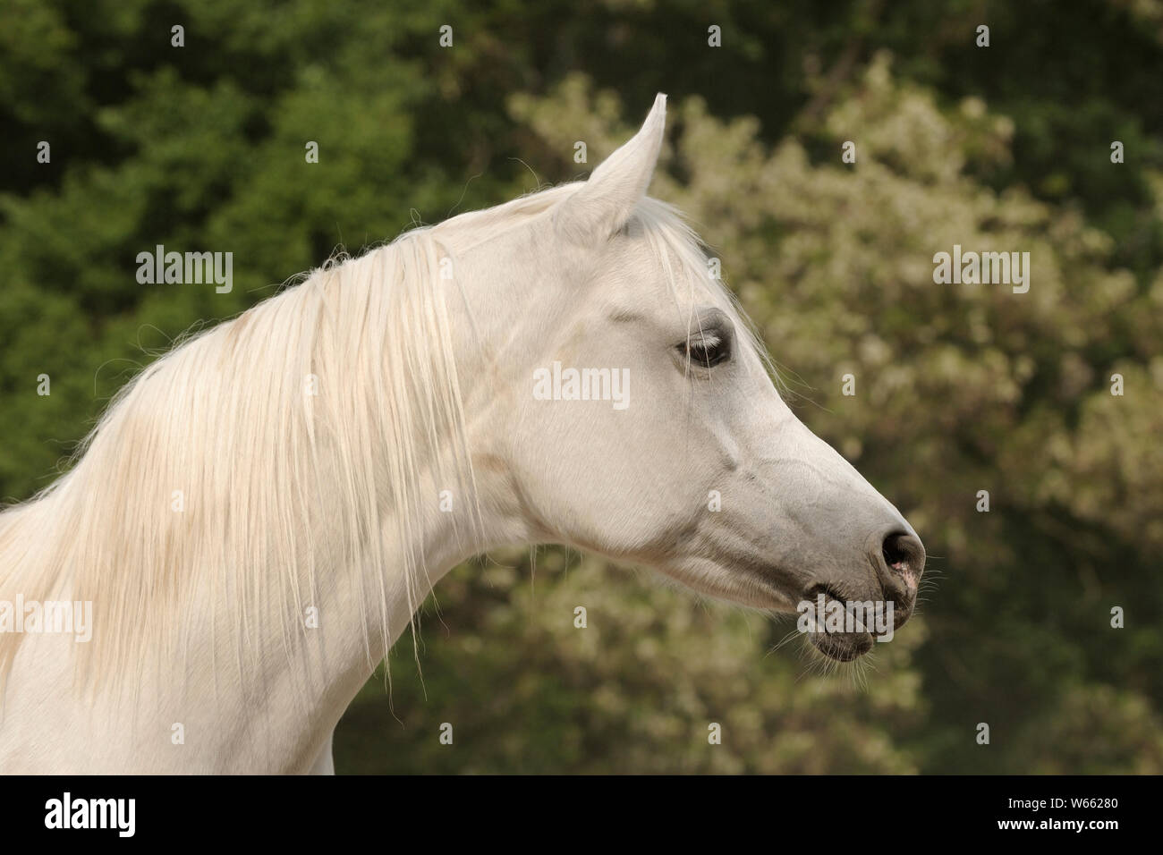 White Arabian Horse High Resolution Stock Photography and Images - Alamy