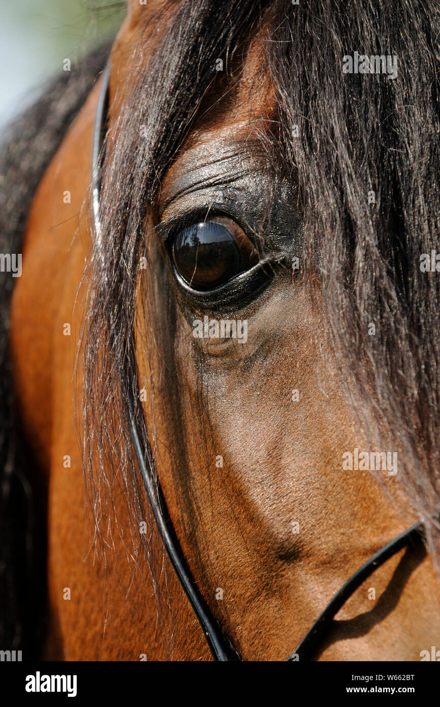 Brown Arabian Horses