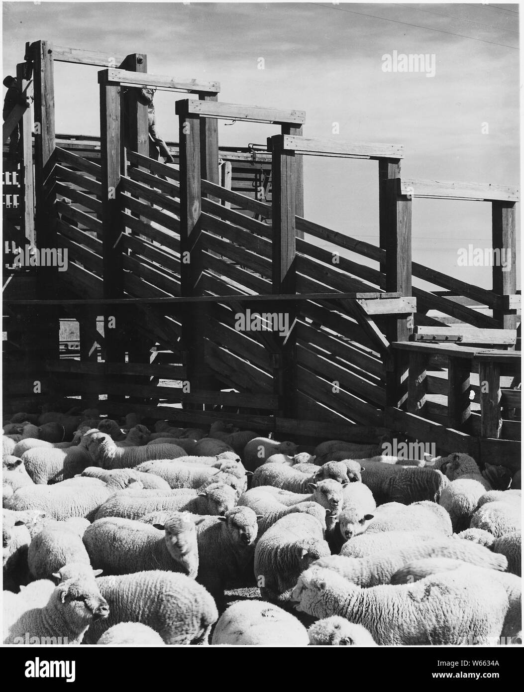 Shipping cattle hi-res stock photography and images - Alamy
