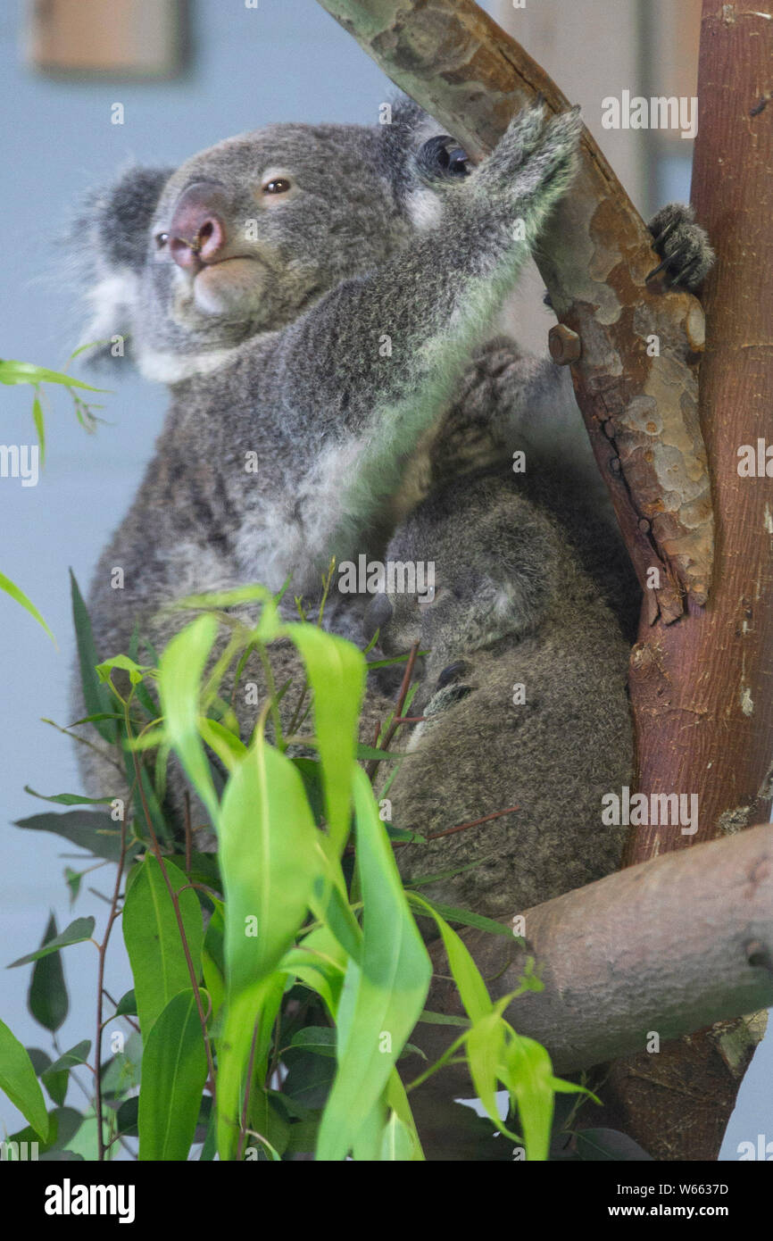 The baby koala and its mother are pictured at Nanjing Hongshan Forest ...