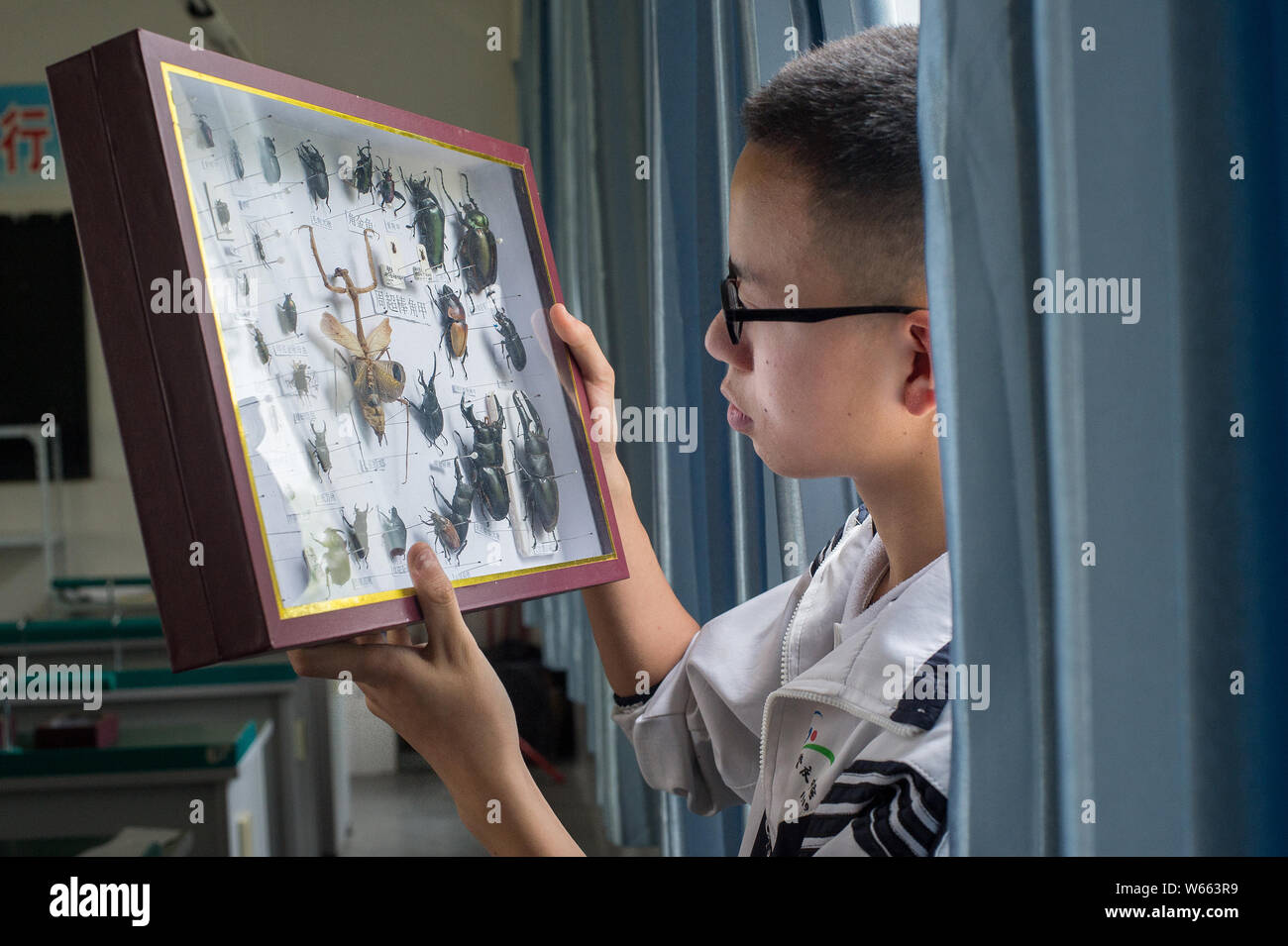 --FILE--16-year-old Chinese boy Xiong Haoyang looks at insect specimens collected and made by ...