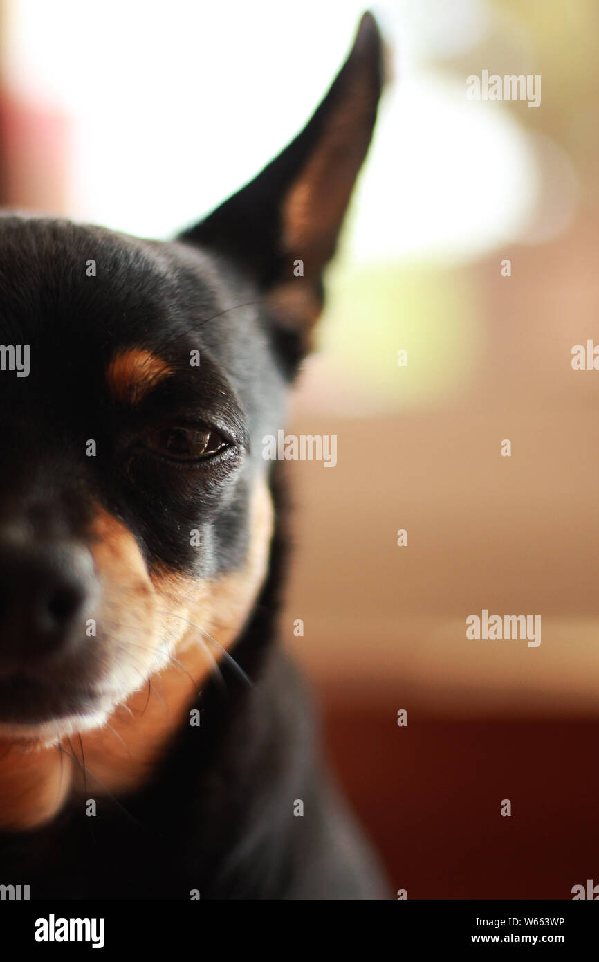 Photography for dog hi-res stock photography and images - Alamy