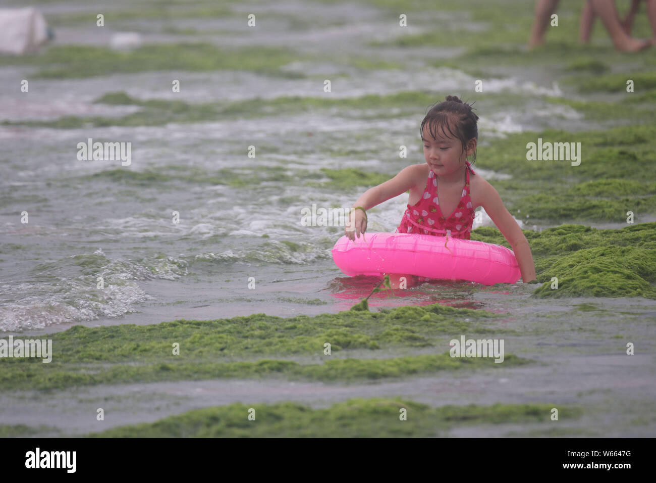 A kid plays in the sea water filled with green algae on a beach in ...