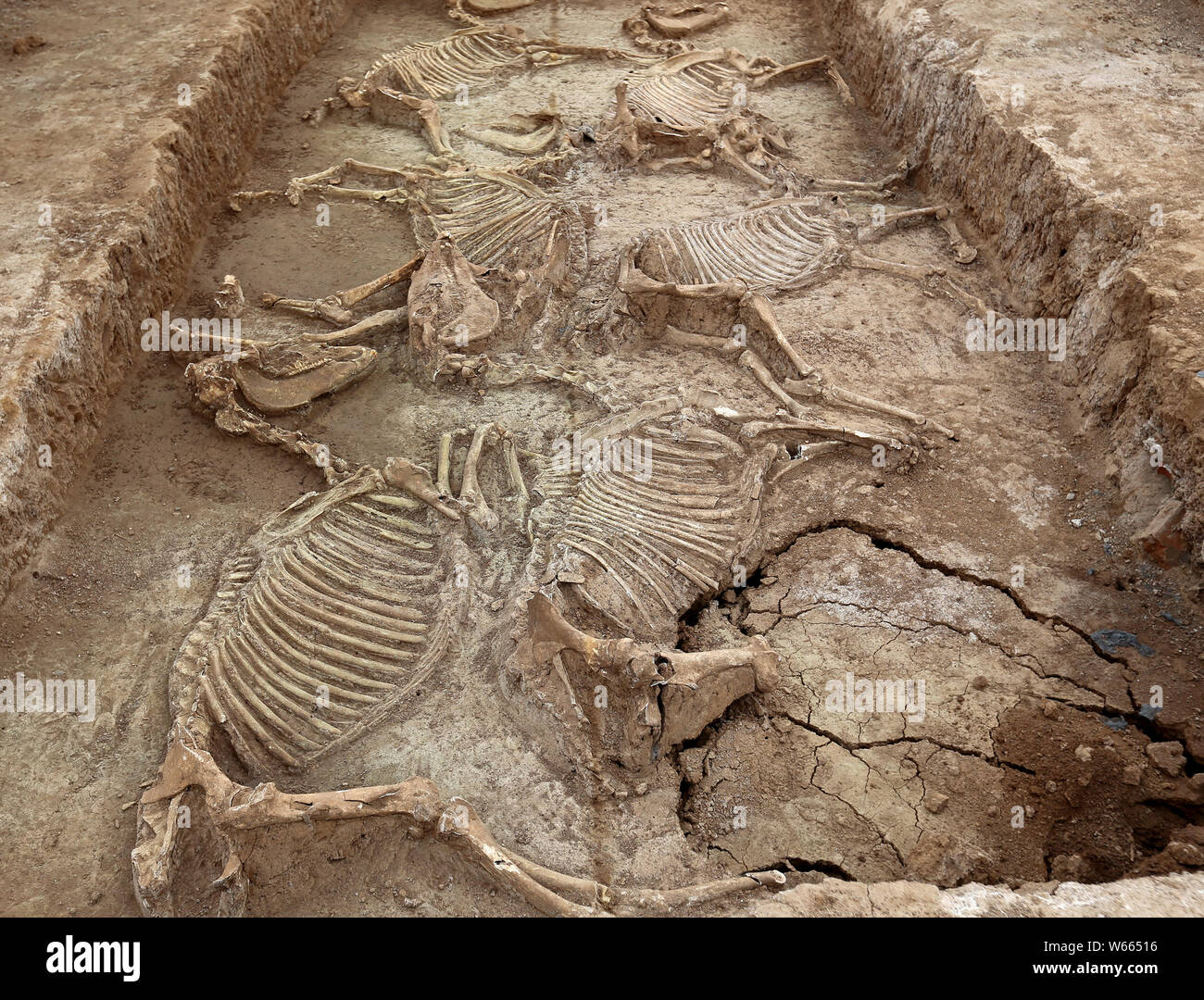 A pit of horse burial is unearthed from the Shangshihe village tomb ...