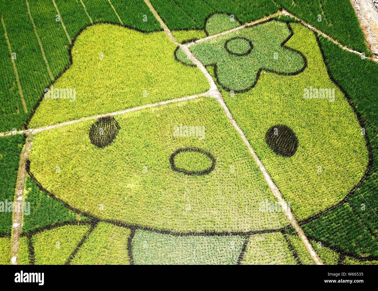 An aerial view of a 3D rice paddy painting of Hello Kitty on display at ...