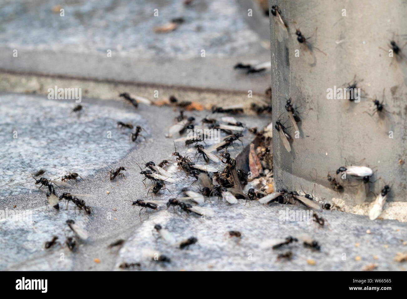 Winged ants hi-res stock photography and images - Alamy
