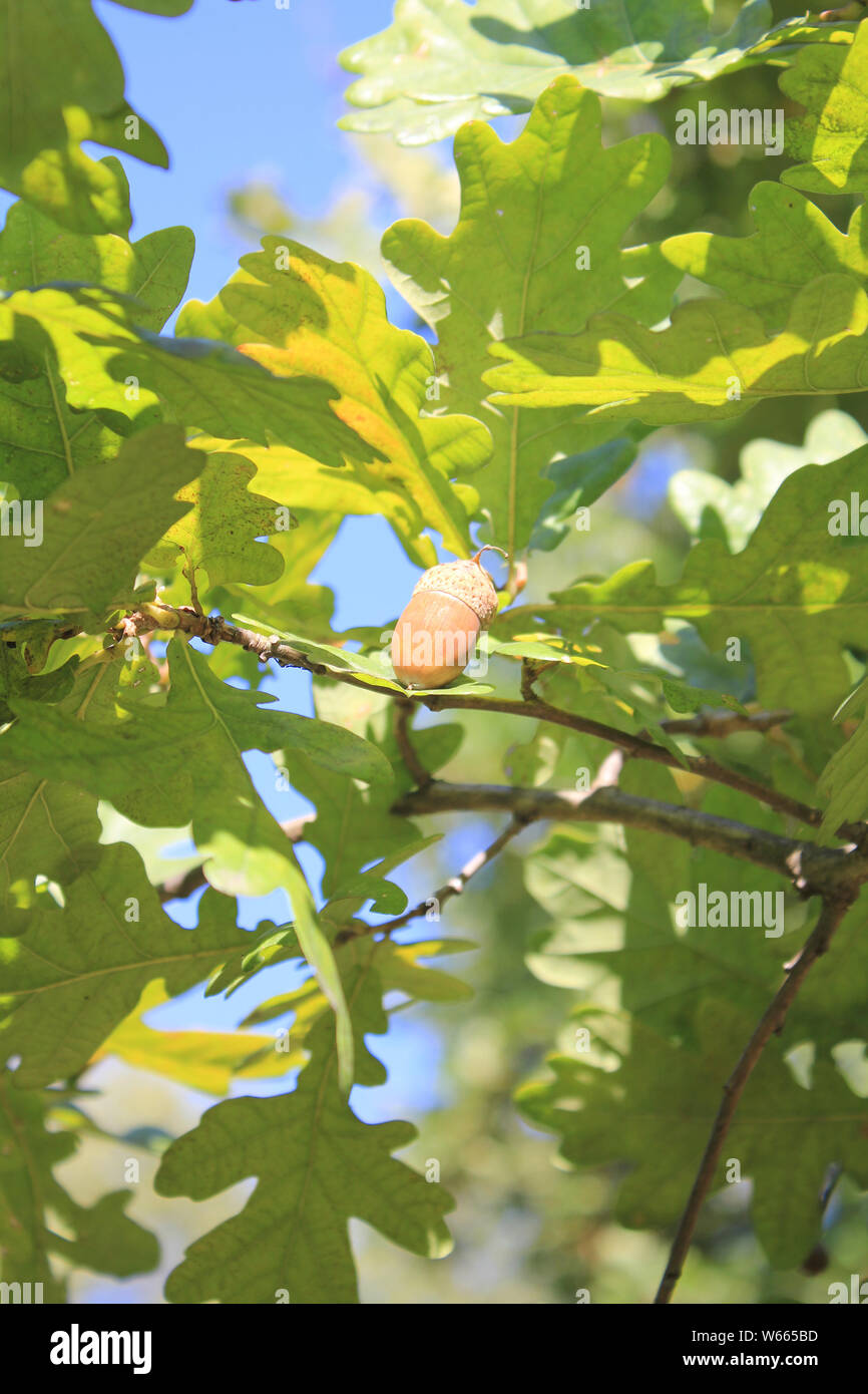 Acorn on tree hi-res stock photography and images - Alamy