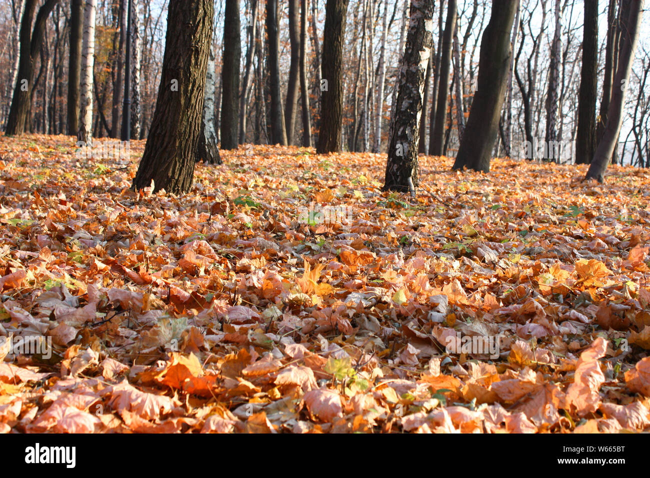 Under the trees in park hi-res stock photography and images - Alamy