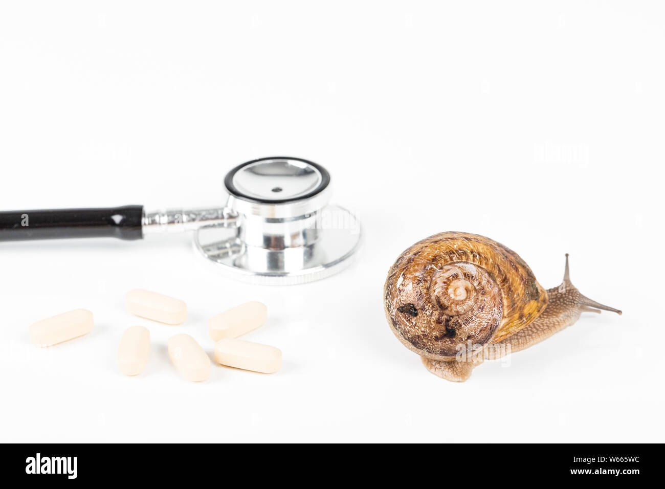 Stethoscope and big brown snail alive with medicine on white background ...