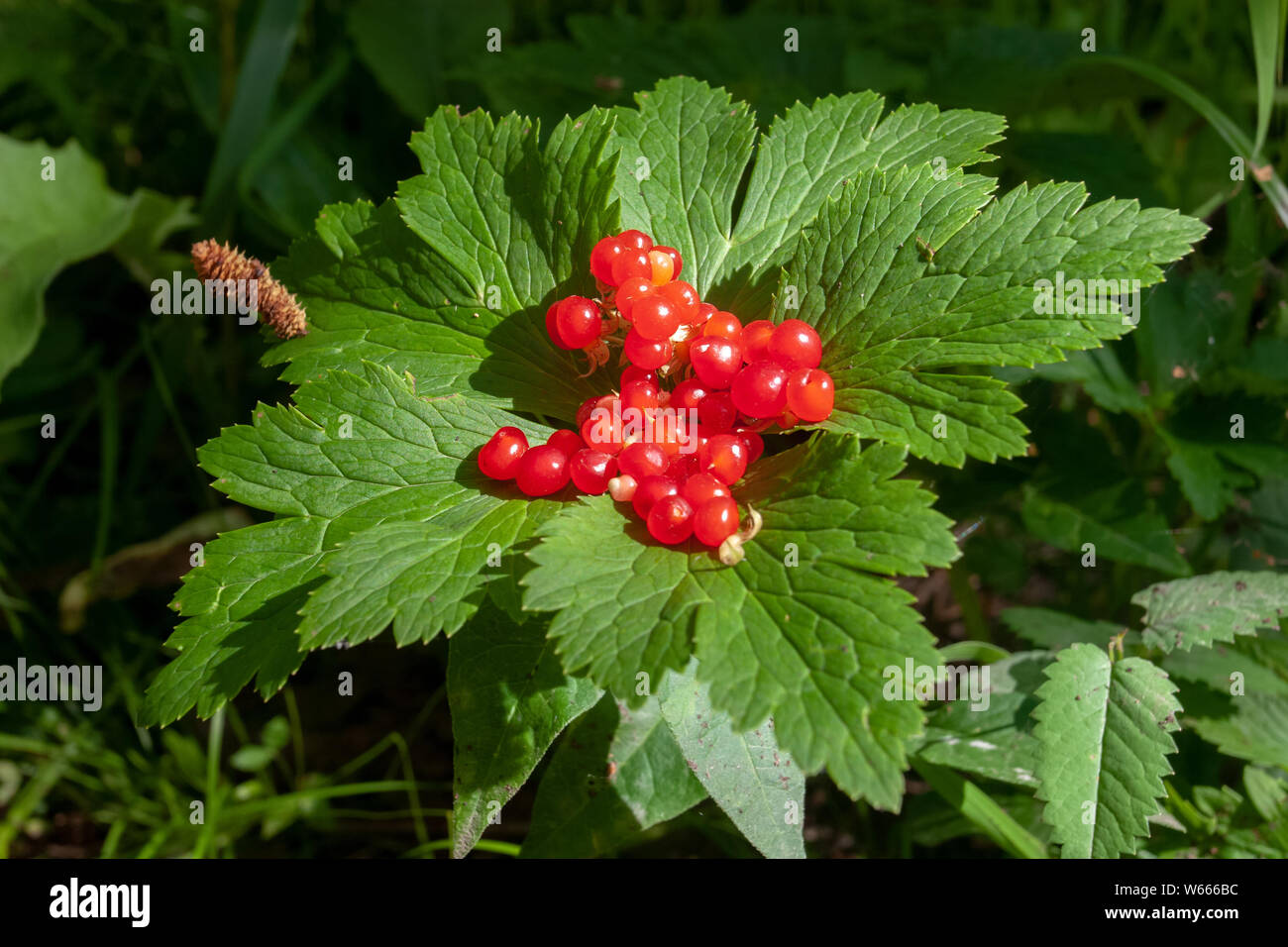 A handful of ripe red stone berry lies on the green leaves. The berry ...