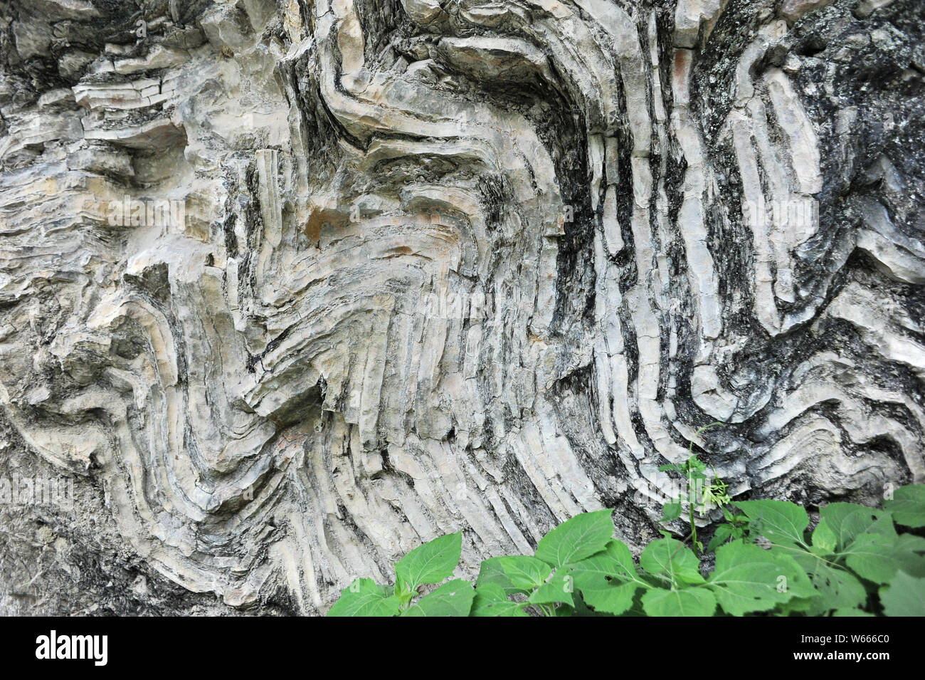 Global stratotype hi-res stock photography and images - Alamy