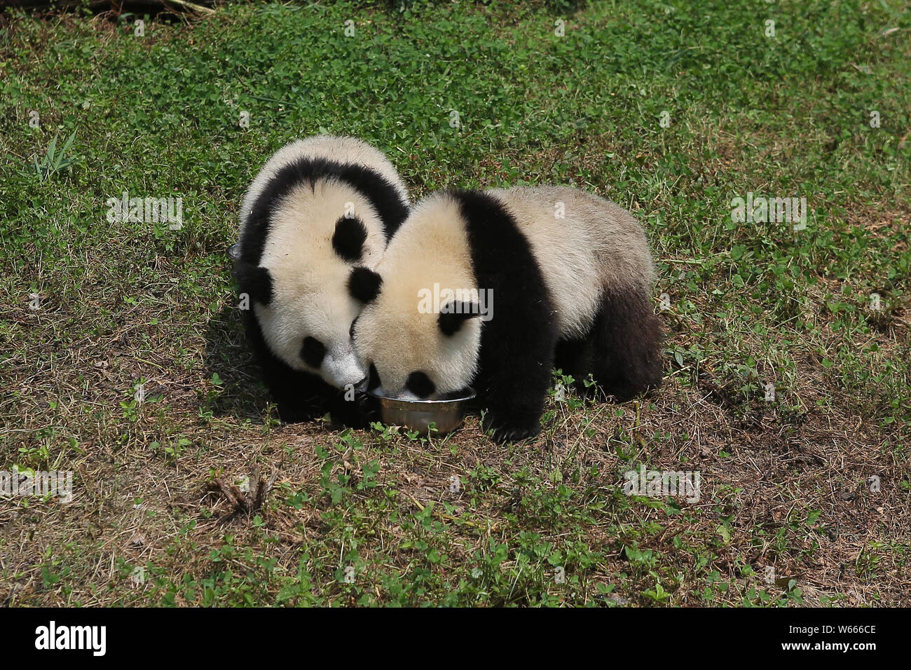 Two of the four male giant panda cubs born at the China Conservation ...