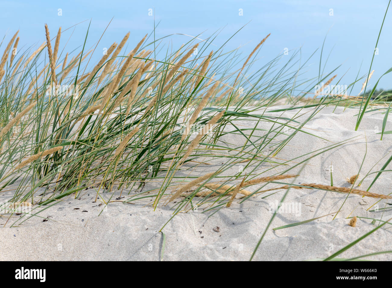 German Baltic Sea coast with sand dunes, grass, water and blue sky ...