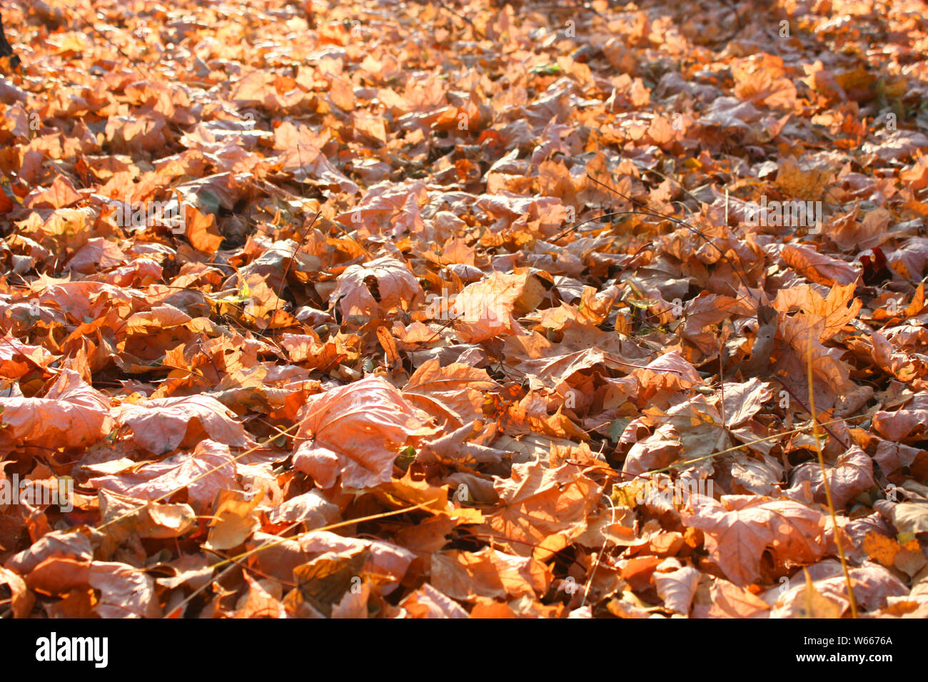 Rustling of leaves hi-res stock photography and images - Alamy