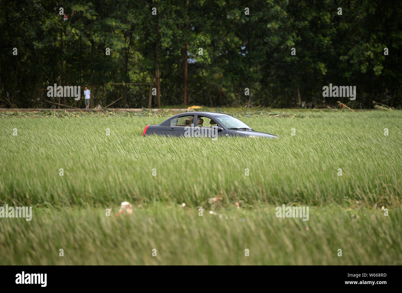Paddy Field Car High Resolution Stock Photography and Images - Alamy