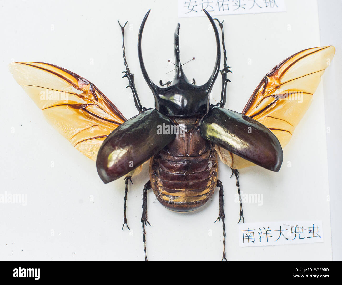 Insect specimen hi-res stock photography and images - Alamy