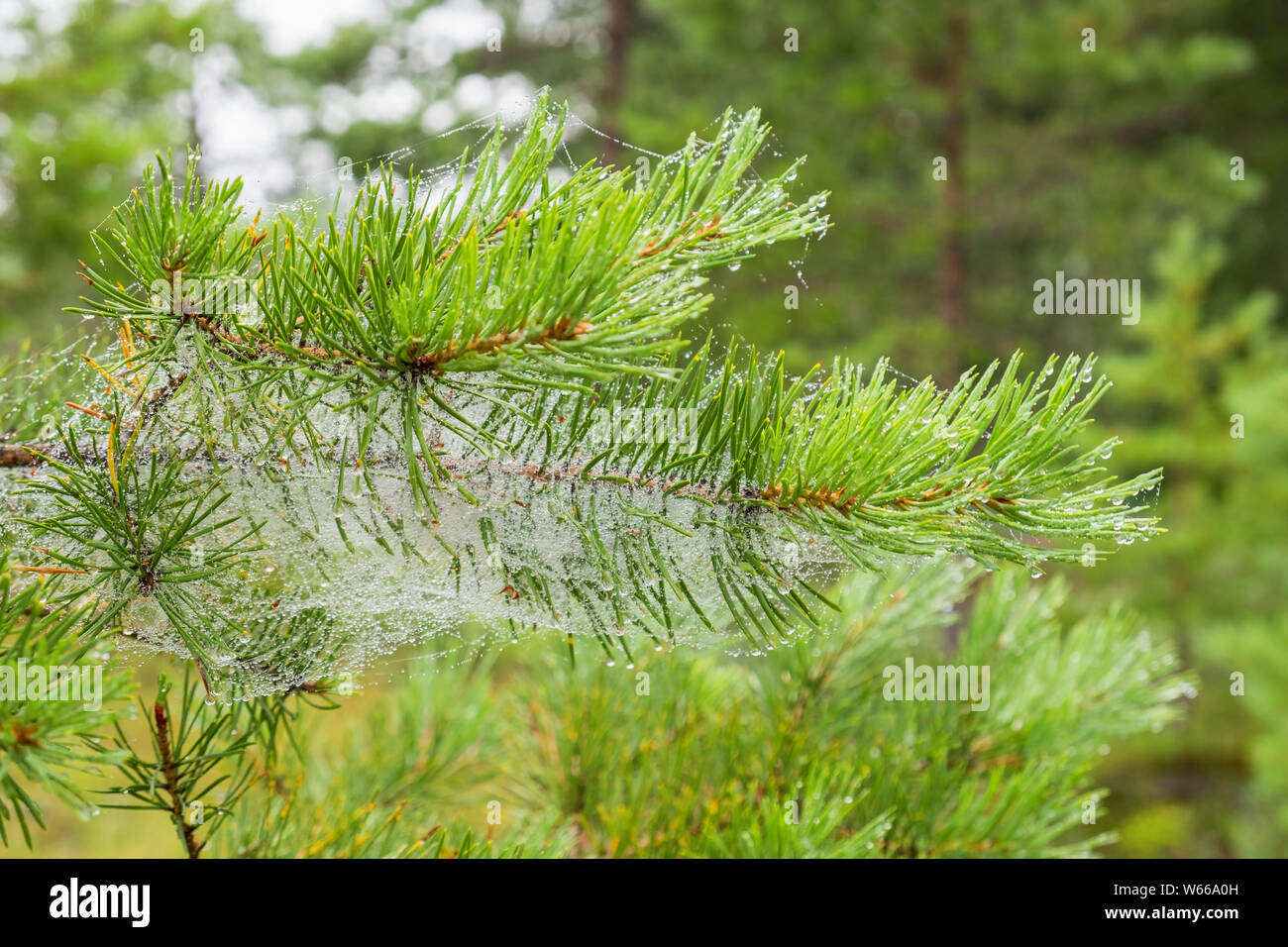 Dewy pine hi-res stock photography and images - Alamy