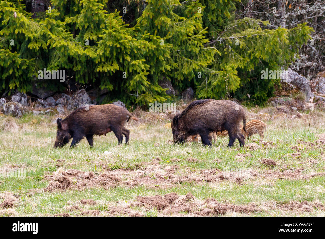 Wild boars on a meadow at spring Stock Photo - Alamy