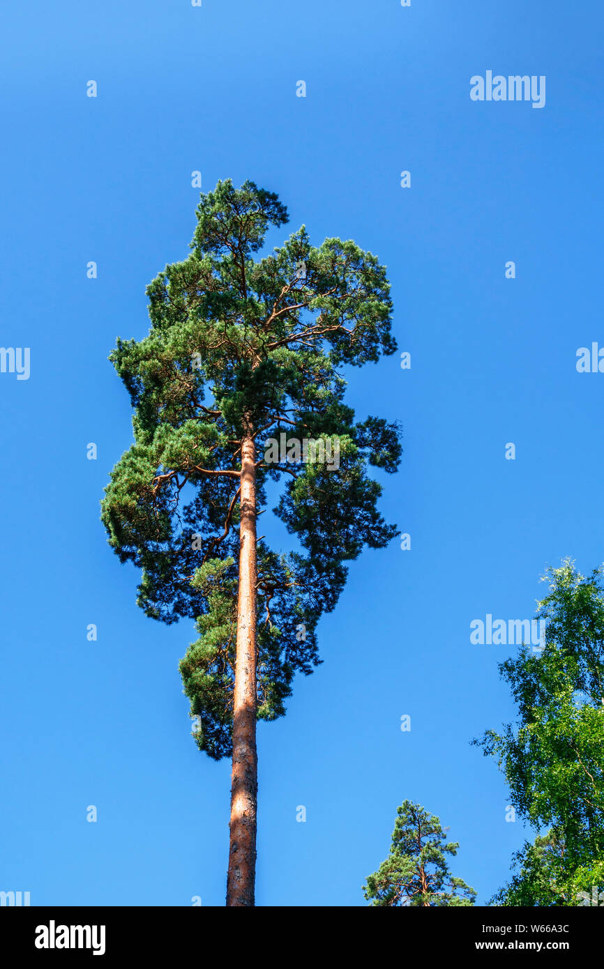 Crown old pine tree hi-res stock photography and images - Alamy
