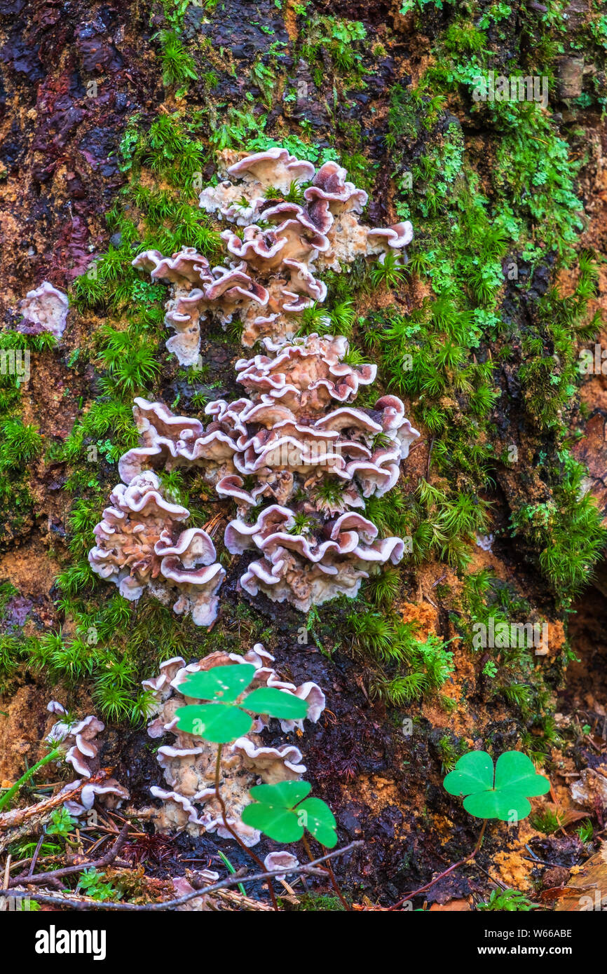 Beautiful bracket fungi growing on a tree trunk with green moss Stock ...