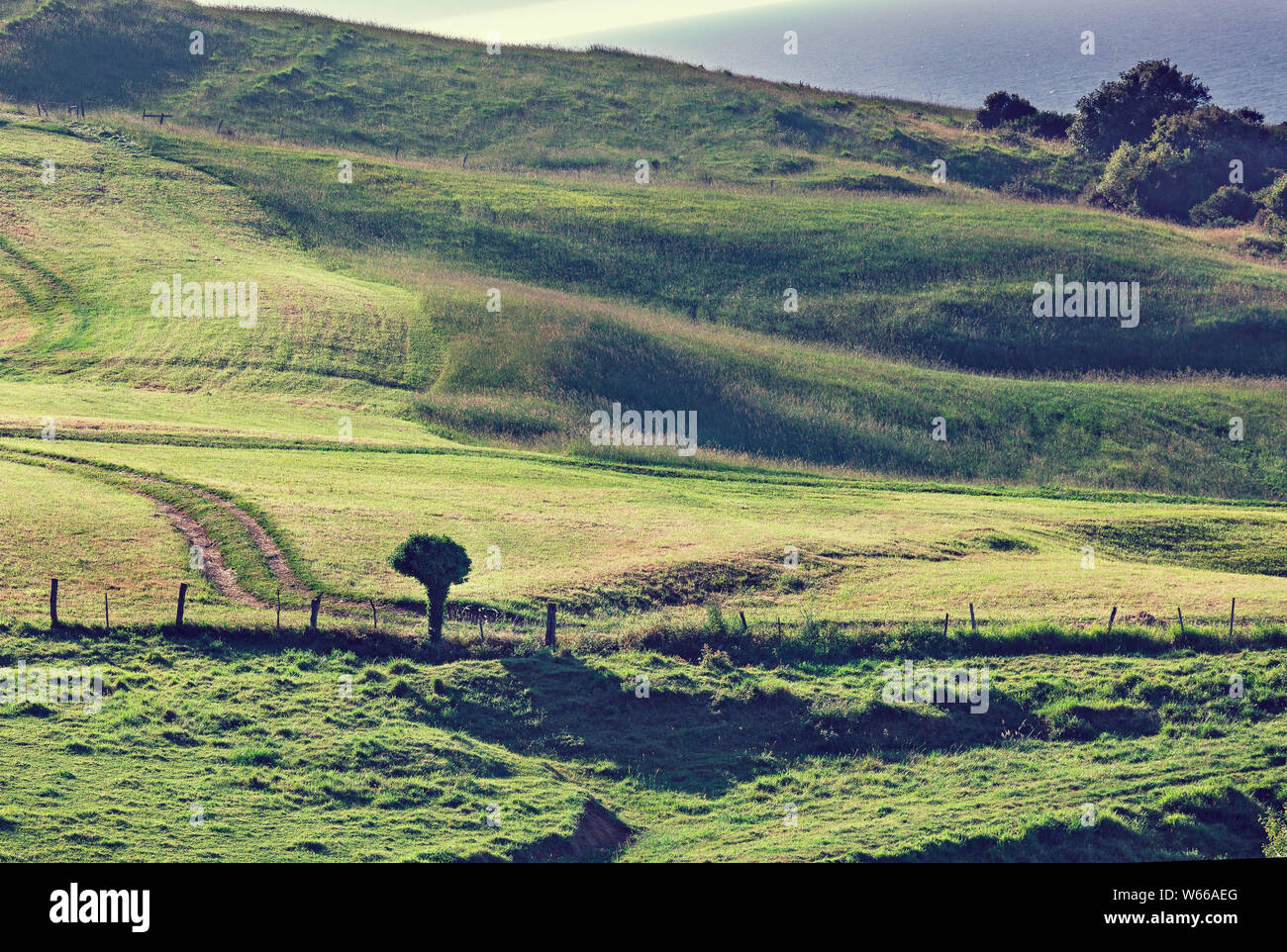 Green bay tree hi-res stock photography and images - Alamy
