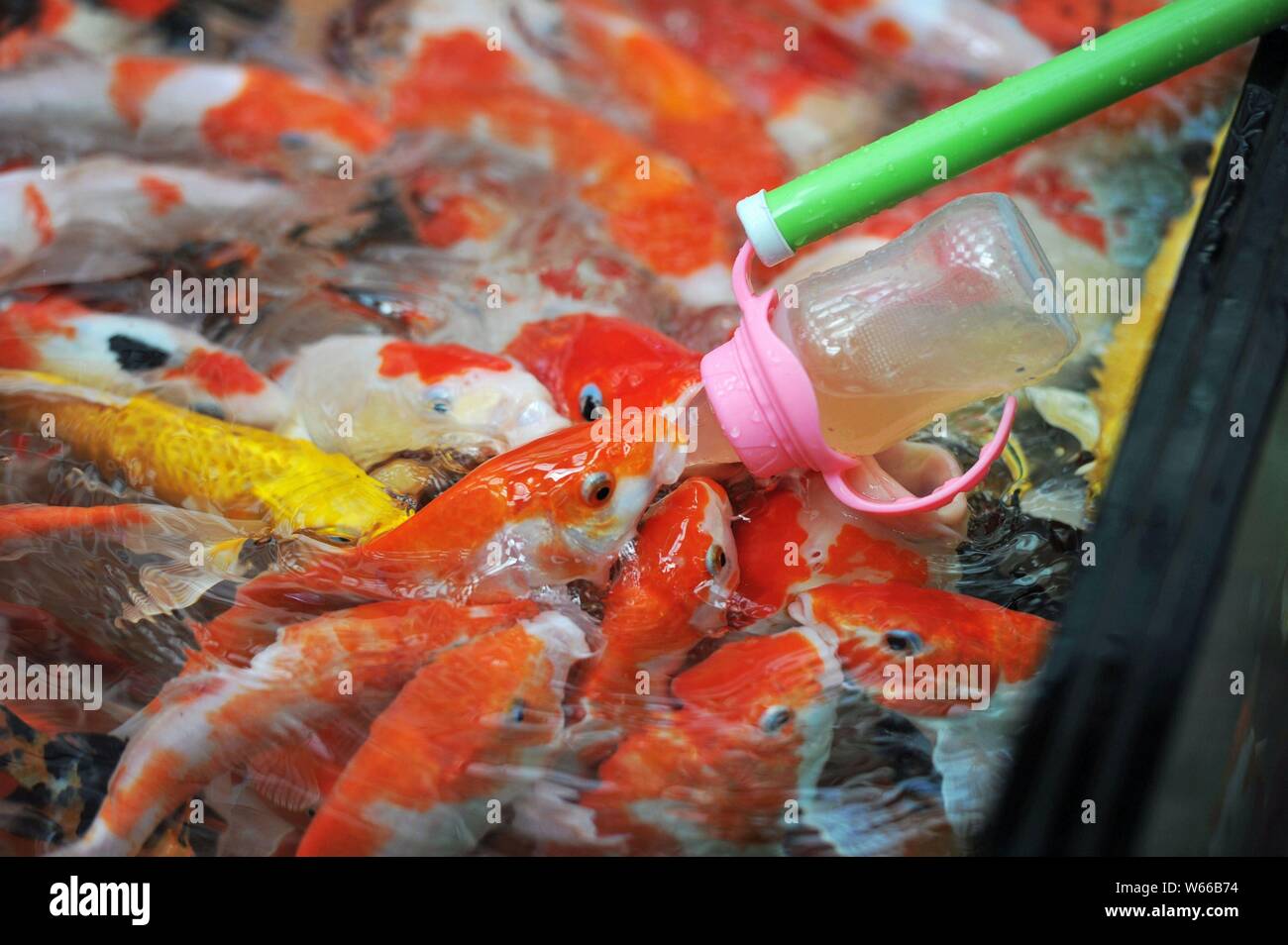 A visitor feeds the bottle-feeding koi fish with a feeding bottle ...