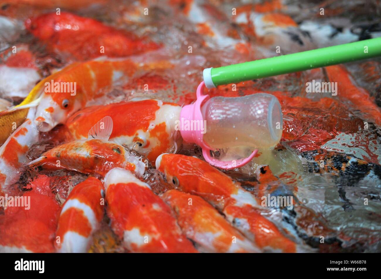 A visitor feeds the bottle-feeding koi fish with a feeding bottle ...