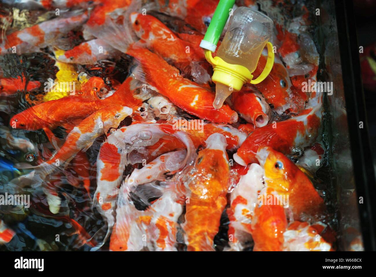 A visitor feeds the bottle-feeding koi fish with a feeding bottle ...